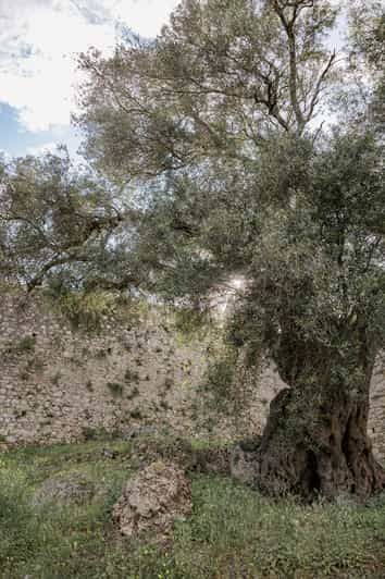 Corfu: Olive Oil Experience - The Governor's Olive Mill | GetYourGuide