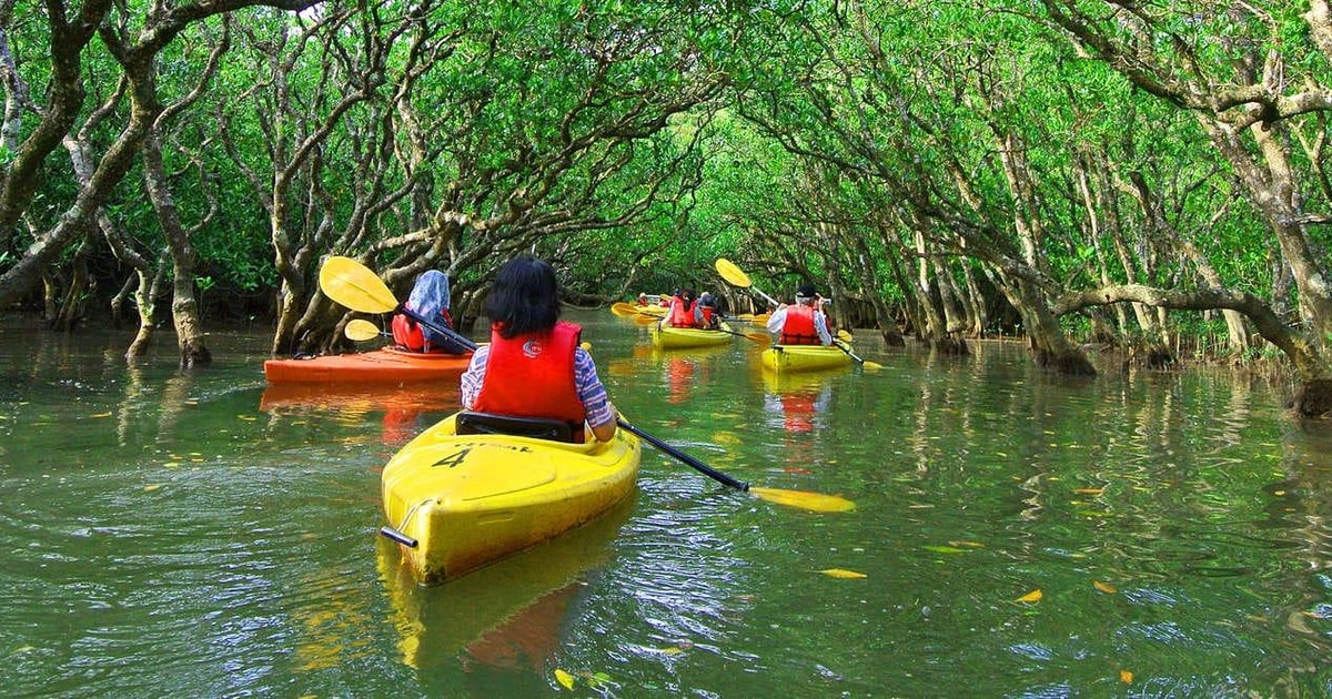 Día completo en kayak por el manglar | GetYourGuide