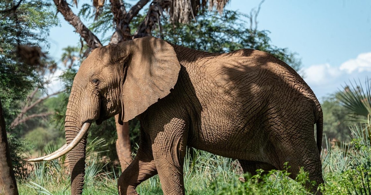 Excursion classique d'une journée : La réserve de Selous depuis ...