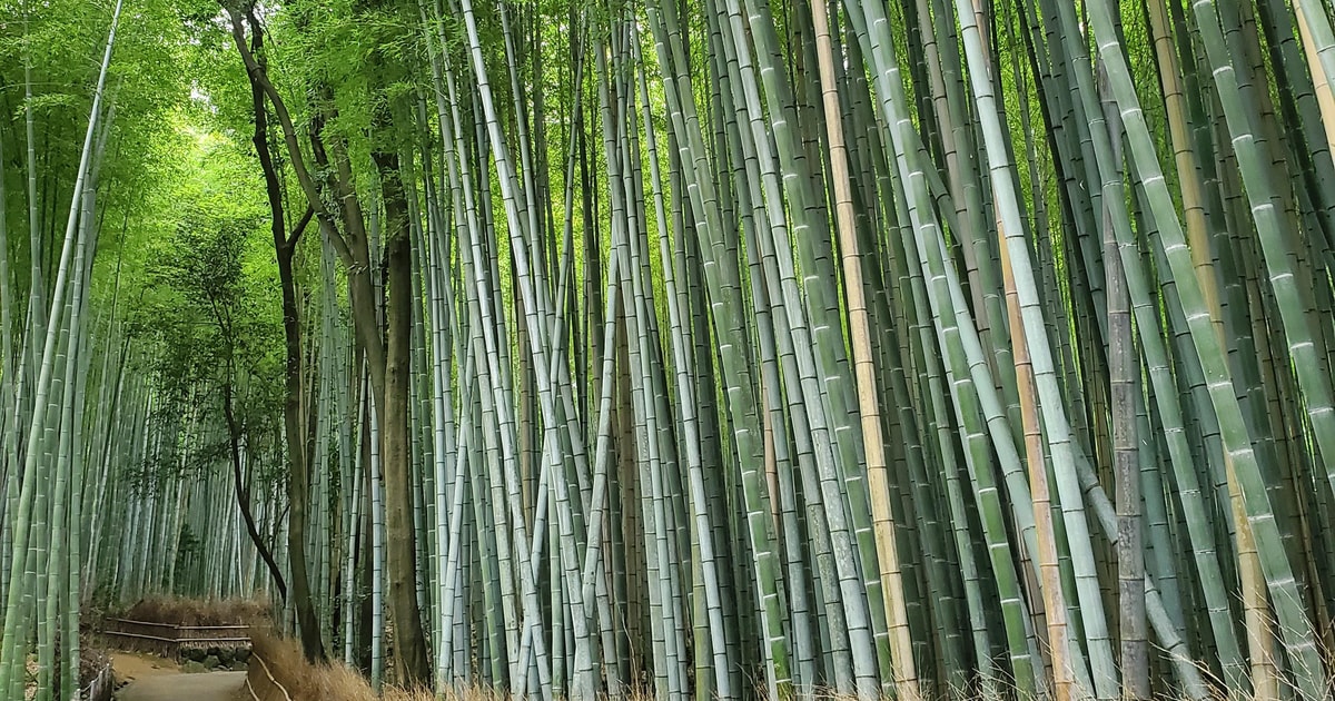 Kyoto: Full day of interaction with the Japanese Culture | GetYourGuide