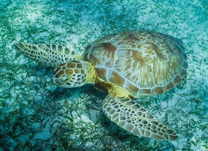 Snorkel Tour: searching for turtles at Mahahual reef lagoon | GetYourGuide
