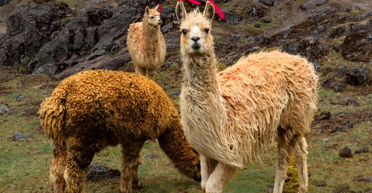 Cusco: 4 dagen op avontuur naar Machu Picchu | GetYourGuide