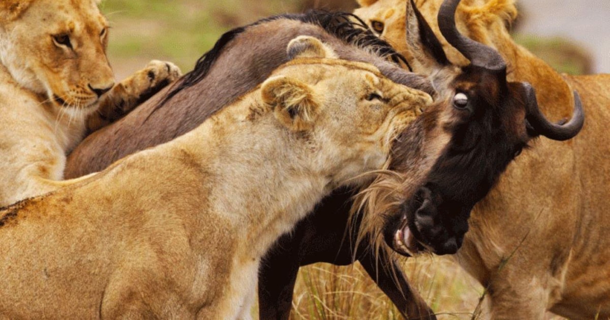 Promenade d'une demi-journée dans le parc national de Nairobi ...