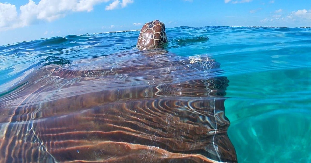 Akumal: Swim with Sea Turtles and Coral Reefs. | GetYourGuide