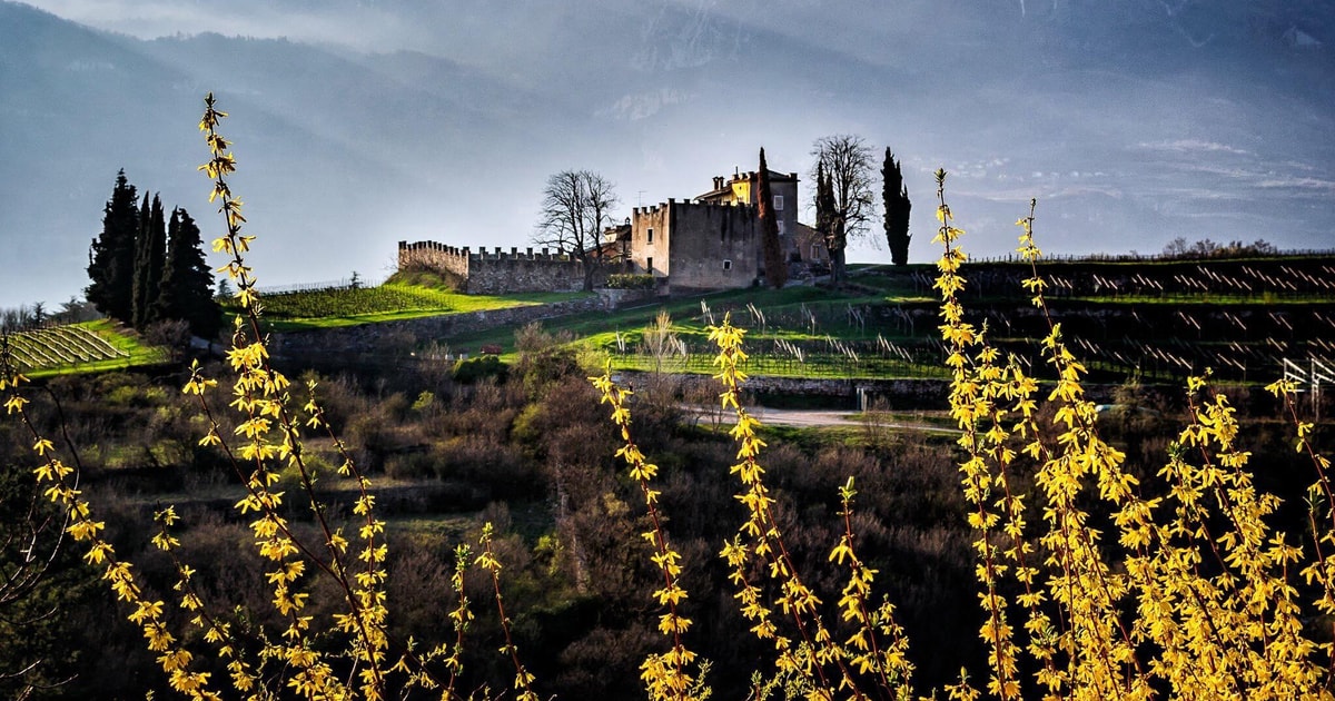 Trento: Balter Winery Guided Tour with Wine Tasting | GetYourGuide