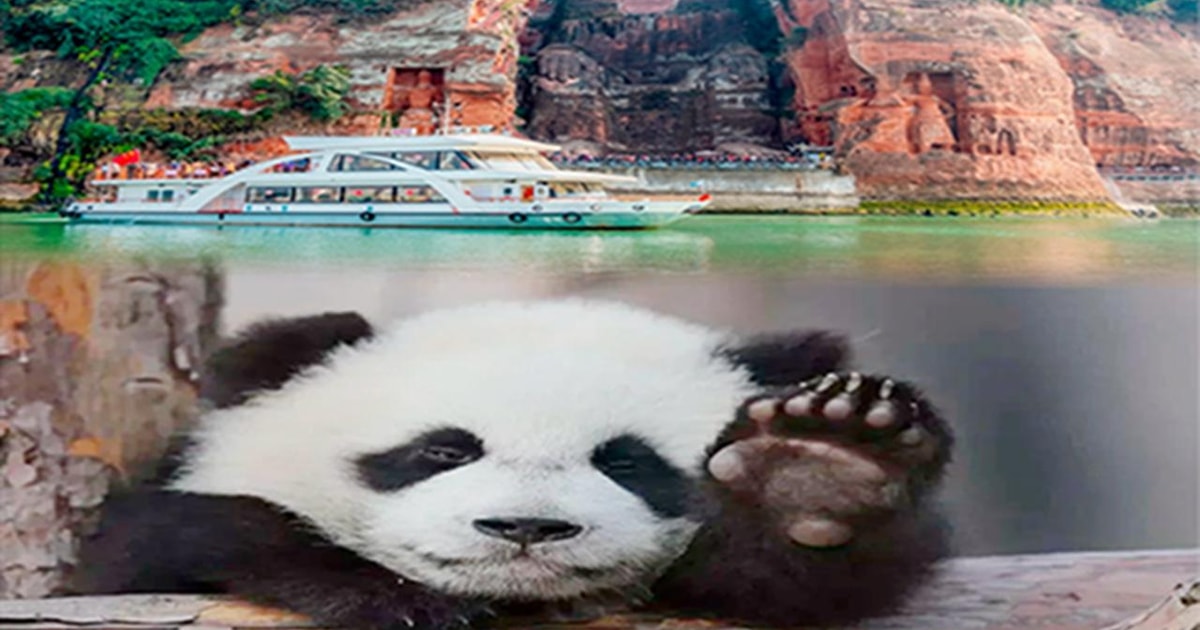 Chengdu Panda & Leshan Buddha Eintägige private Tour | GetYourGuide
