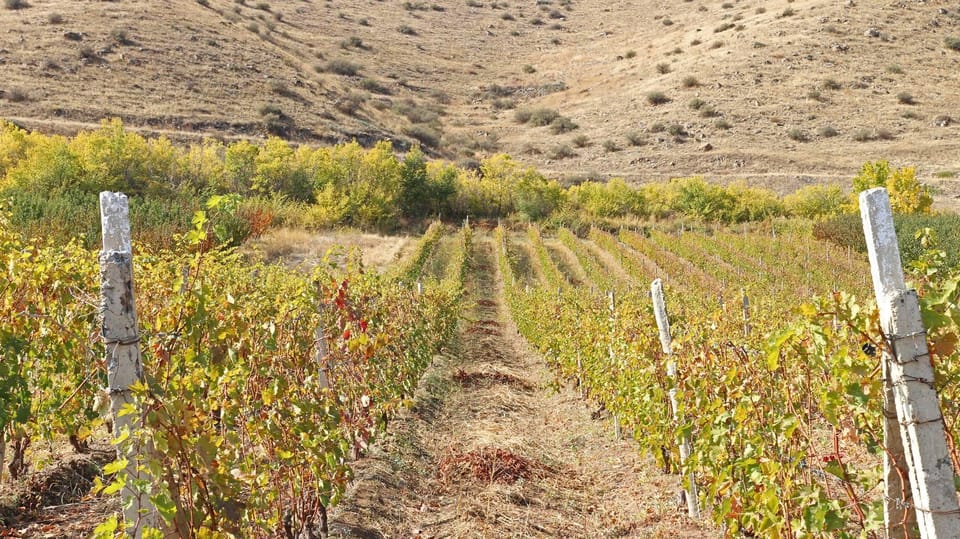 Wine Tasting in Areni Armenia: A Symphony of Tastes | GetYourGuide