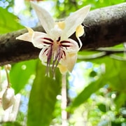 Private Waterfall, Rainforest & Handcrafted Chocolate Tour | GetYourGuide