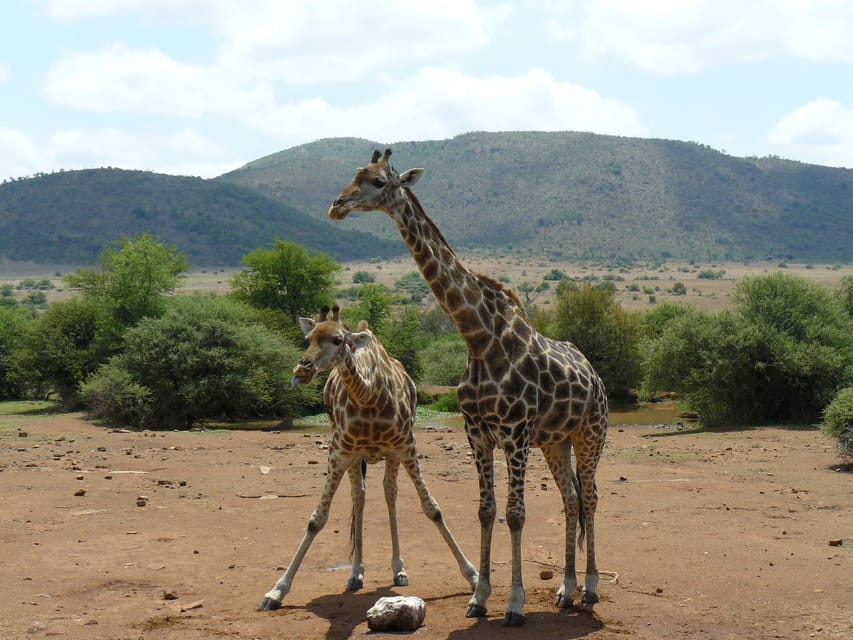Pilanesberg National Park | GetYourGuide