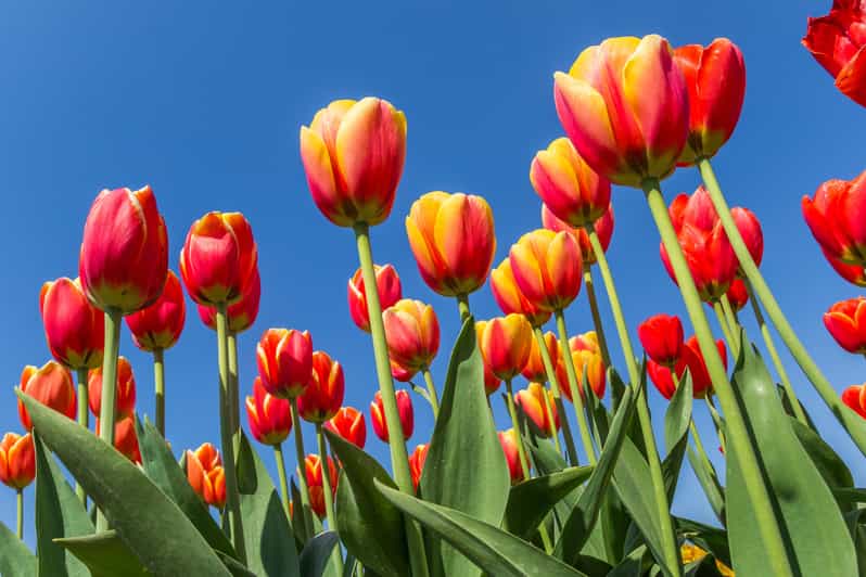 From Amsterdam: take the famous Tulip route tour | GetYourGuide