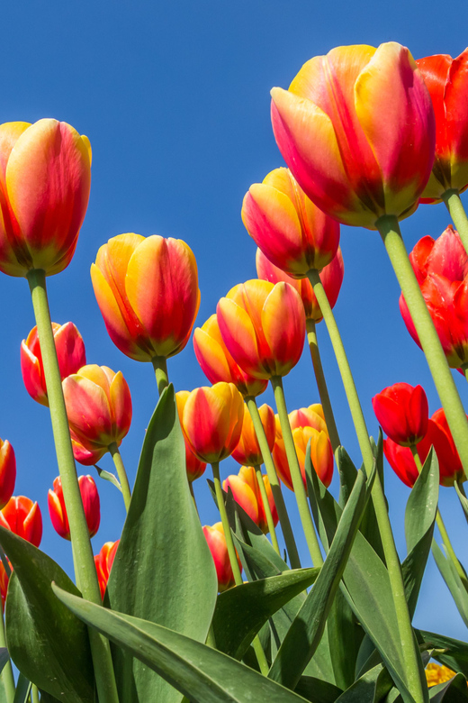 From Amsterdam: take the famous Tulip route tour | GetYourGuide