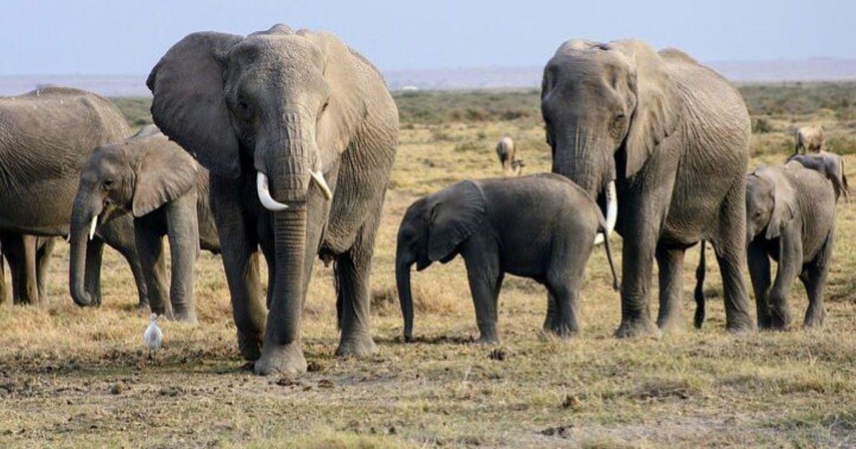 From Mombasa: Day Tour to Tsavo East National Park | GetYourGuide