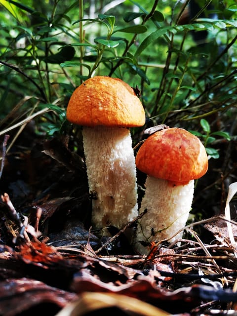 Mushroom picking in the forests near Riga | GetYourGuide