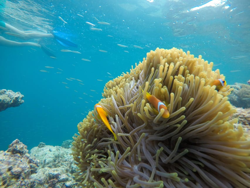 Zanzibar Dolphin tour & Snorkeling at Mnemba reef | GetYourGuide