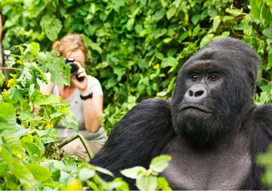 1 day Rwanda Gorilla tracking at Volcanoes National Park | GetYourGuide