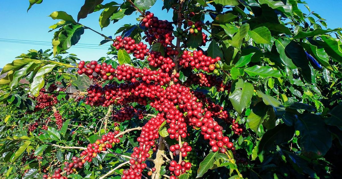 Nairobi Coffee Factory and Farm | GetYourGuide
