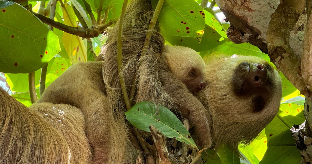 Cahuita: Tour Caminata y Avistamento Tour con Guía | GetYourGuide