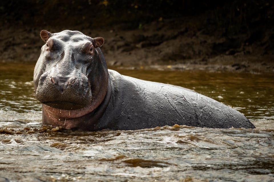Parque Nacional de Saadani: safari de 2 días | GetYourGuide