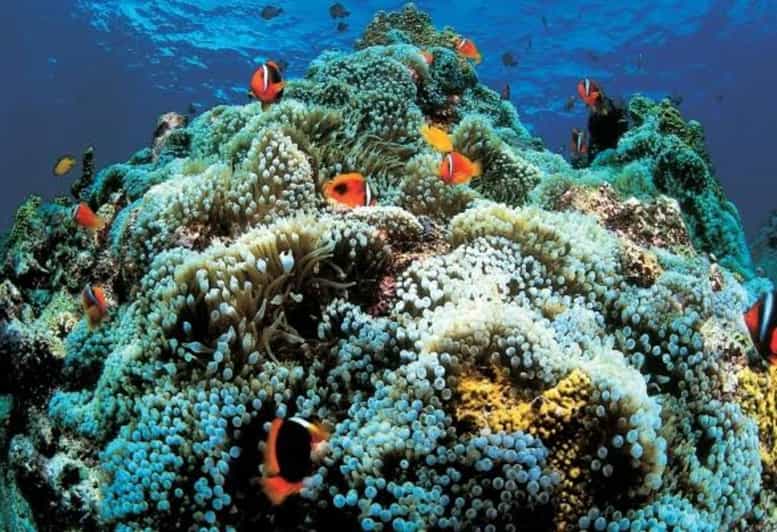 Cebu: Oslob WhaleShark Watching & Sumilon Sanctuary Snorkels | GetYourGuide