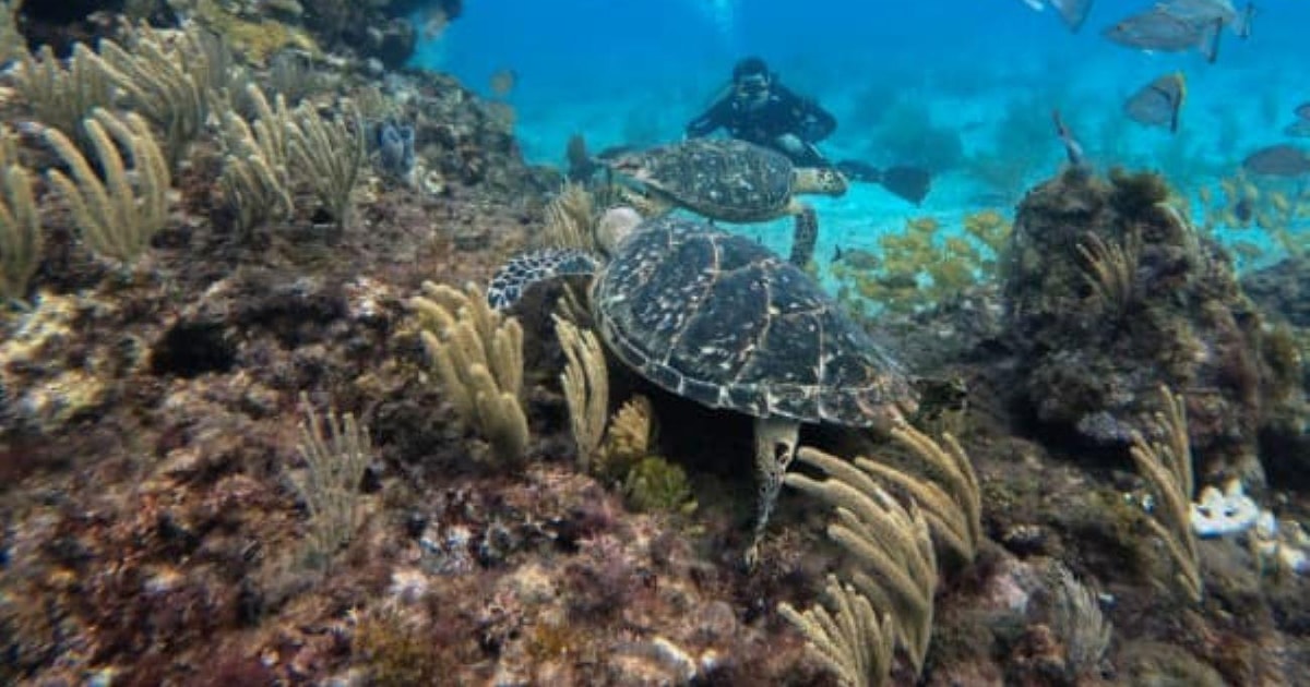 Cancun: Two Reef Dives – Isla Mujeres | GetYourGuide
