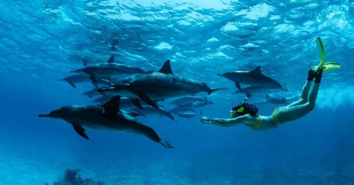 Lovina: Watching Dolphin, Swimming Dolphin Bali Tour | GetYourGuide