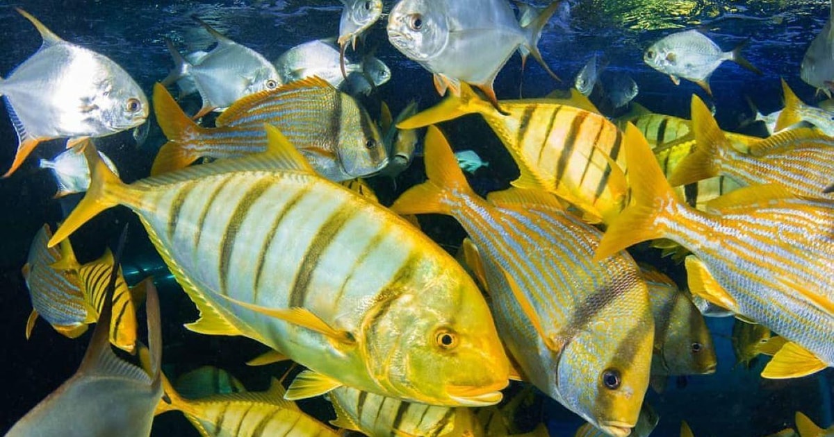 Laguna Azul, Aventura de las Estrellas de Mar, La Roca, Playa Kaefunk ...