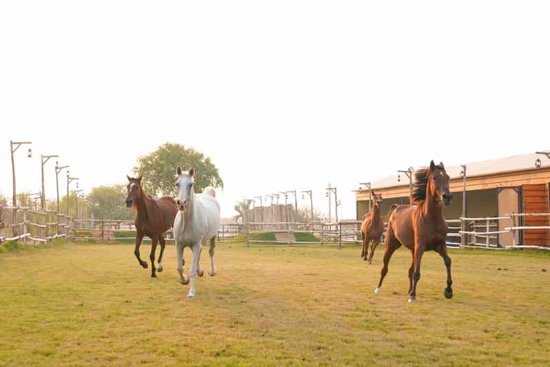Dubai: Al Marmoom Oasis Full-Day Desert Experience with Meal | GetYourGuide