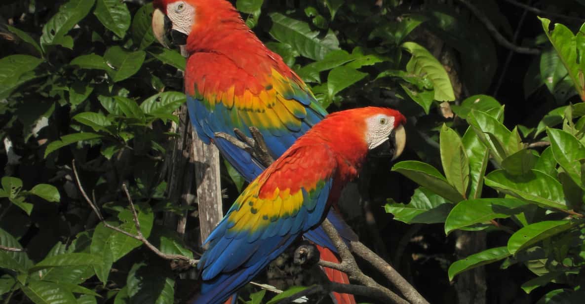 Full day Chuncho macaw clay lick ( big and colorful macaws) | GetYourGuide