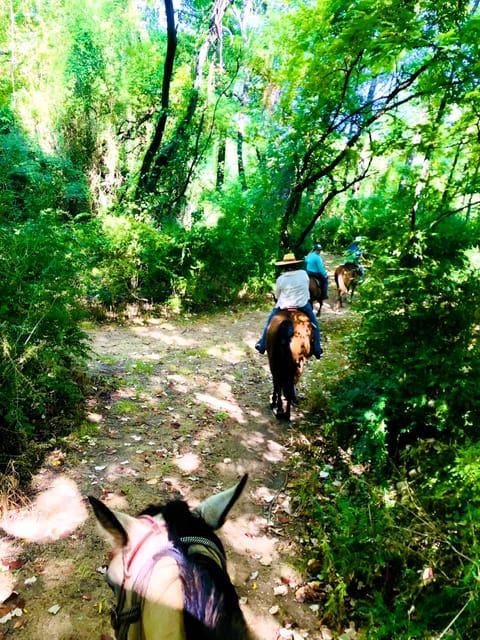Dallas: Horseback Trail Riding Tour | GetYourGuide