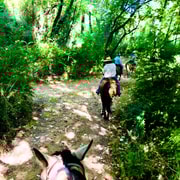 Dallas: Horseback Trail Riding Tour | GetYourGuide
