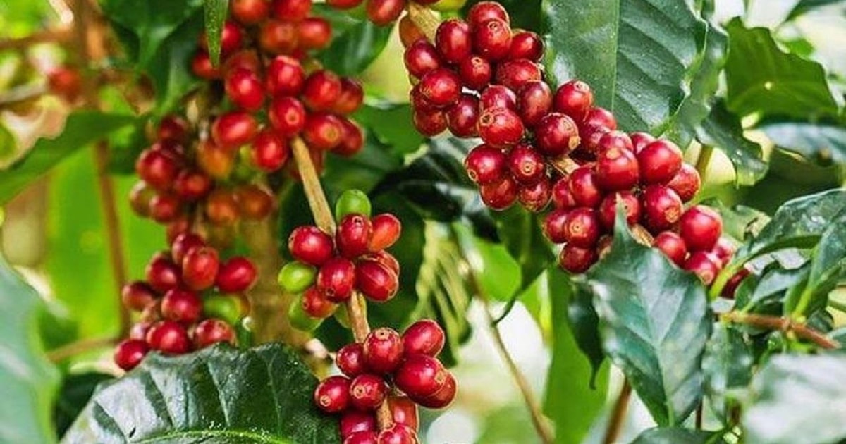 Coffee Farm Day-Tour With Chagga Tribe in Moshi | GetYourGuide