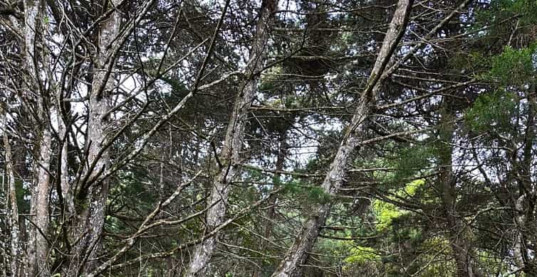 Pico Blanco Yürüyüşü: Nefes Kesen Manzara - Bir Günlük Tur | GetYourGuide