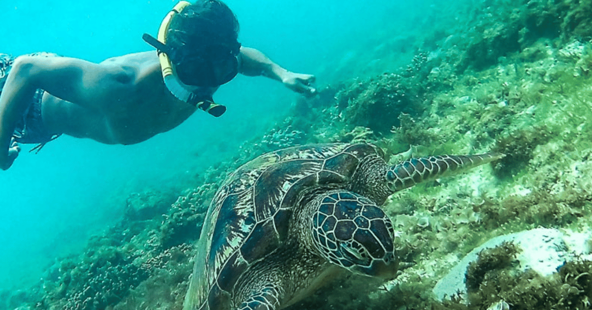 Puerto Barton: Excursión por las islas al Punto de Tortugas y Arrecife ...