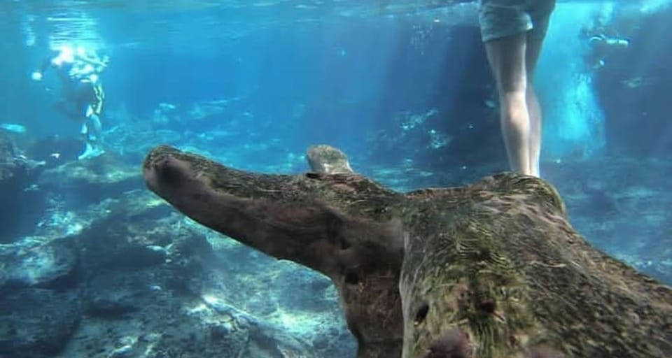 Chemka or Kikuletwa Hot Springs | GetYourGuide