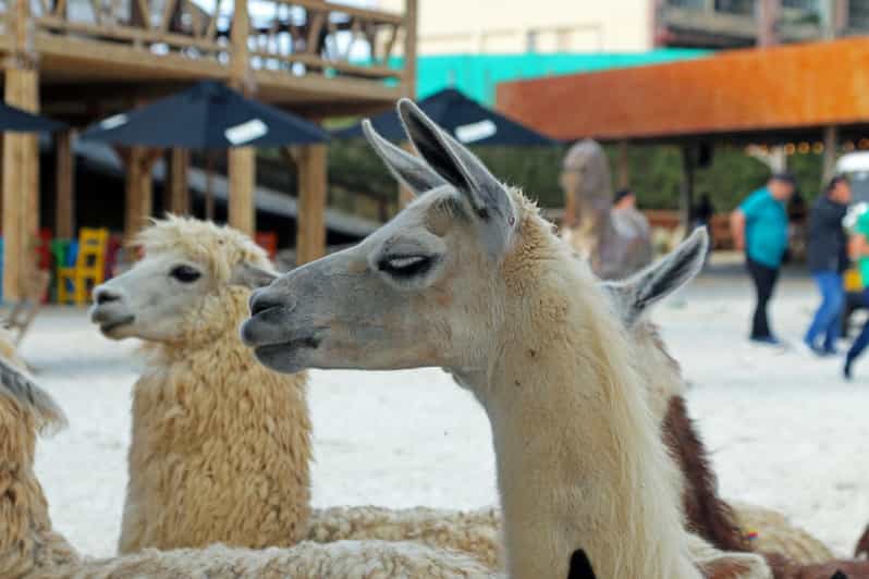 Full-day Tour to Guatapé Piedra del Peñol from Medellin | GetYourGuide