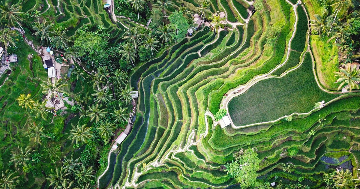 Ubud Full Day Tour with Private Car | GetYourGuide