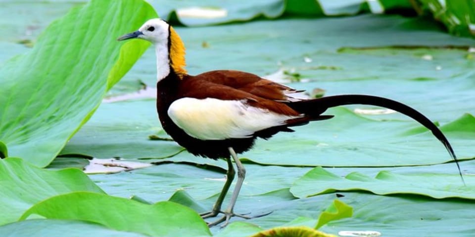 Muthurajawela: Wetland Bird Watching Tour from Colombo! | GetYourGuide