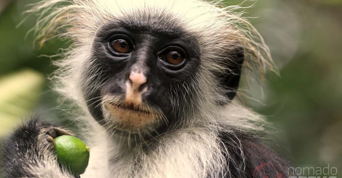 Zanzibar: Red Colobus Monkeys in Jozani Forest Guided Tour | GetYourGuide