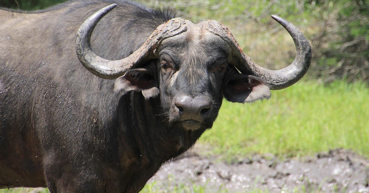 From Luanda: Kissama (Quiçama) National Park Safari Day Trip | GetYourGuide