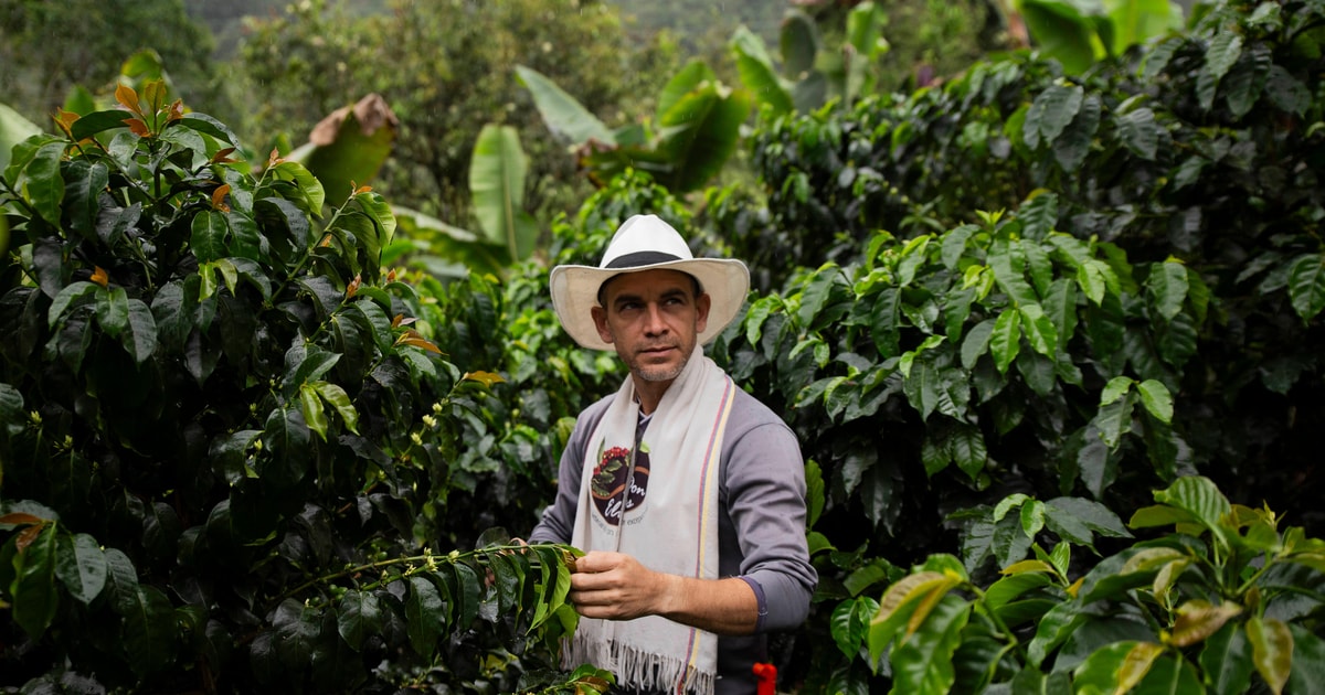 Salento: Tour of the Don Elías Coffee Plantation (English/Spanish ...