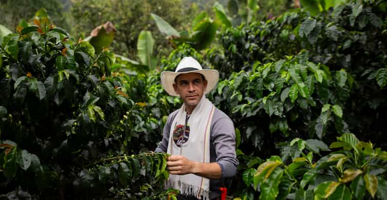 Salento: Tour of the Don Elías Coffee Plantation (English/Spanish ...
