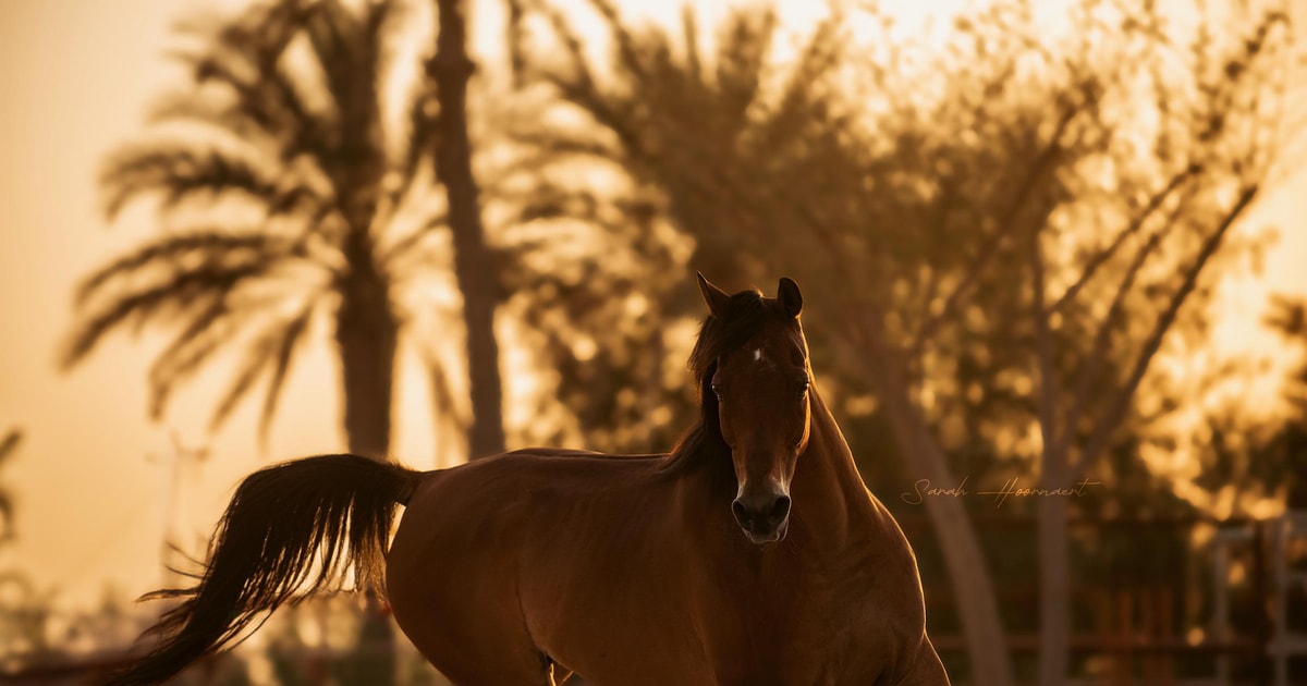 Horse Riding Experience for young and old at Rahal Ranch | GetYourGuide