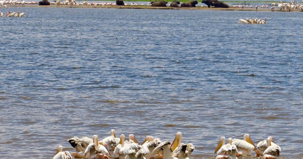 Desde Nairobi: excursión de un día al Parque Nacional del Lago Nakuru ...
