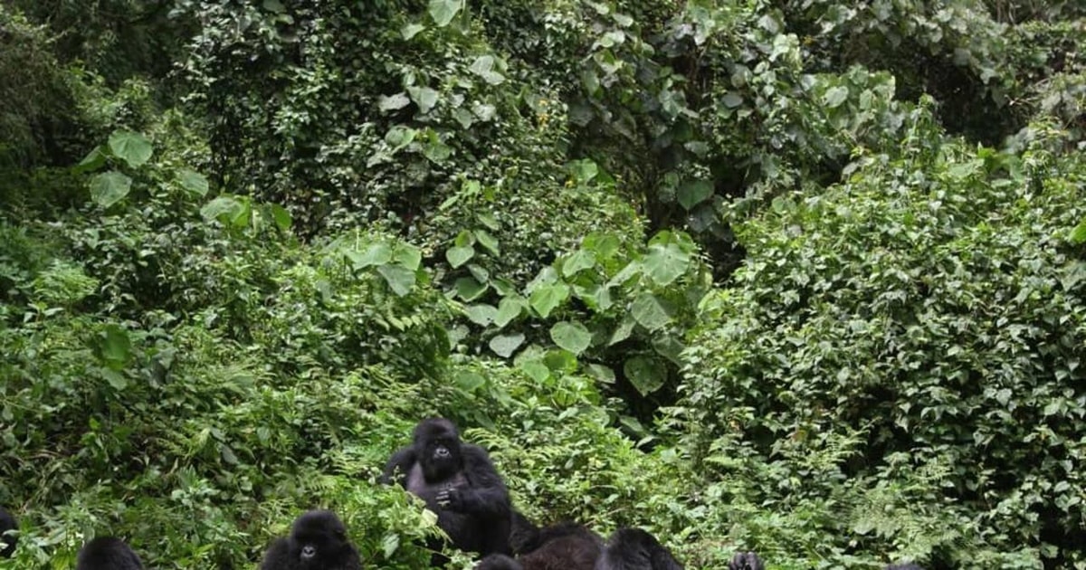 From Kigali: 1-Day Gorilla Tracking Tour in Uganda | GetYourGuide