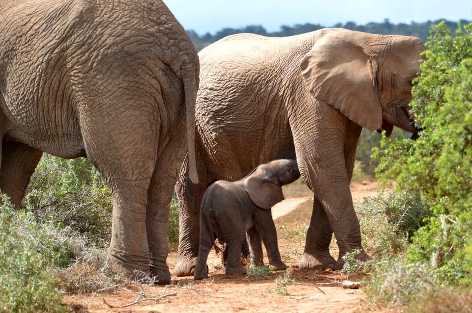 Premium Addo Elephant National Park Safari | GetYourGuide