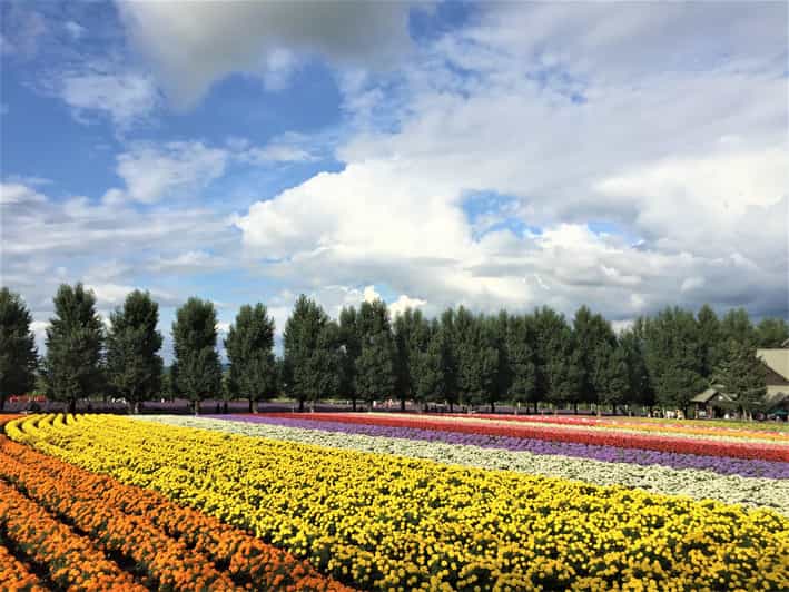 Hokkaido Furano Tomita Farm Tour With Melon Buffet Option | GetYourGuide