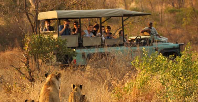 Hele dag privé Kruger safari vanuit Hoedspruit | GetYourGuide