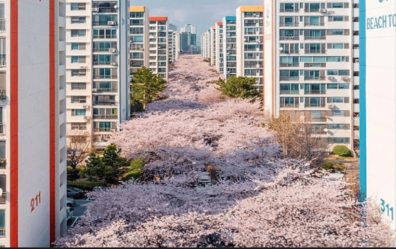 Busan Hidden Gems Private Tour with a Certified Guide | GetYourGuide