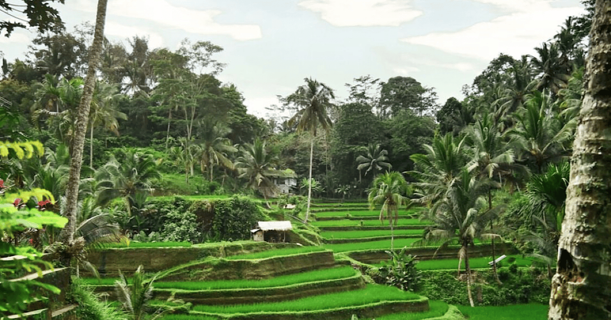 Ubud Bali day trip visiting Temple, Rice terrace & Waterfall | GetYourGuide