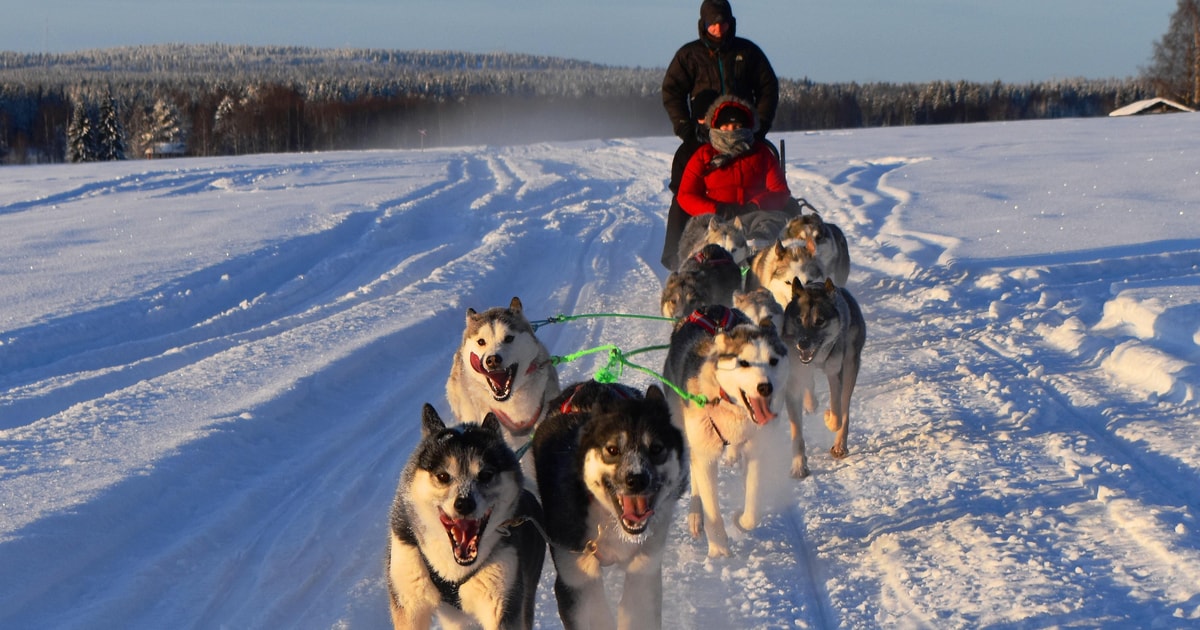 Luleå: Guided Dog Sledding Tour | GetYourGuide